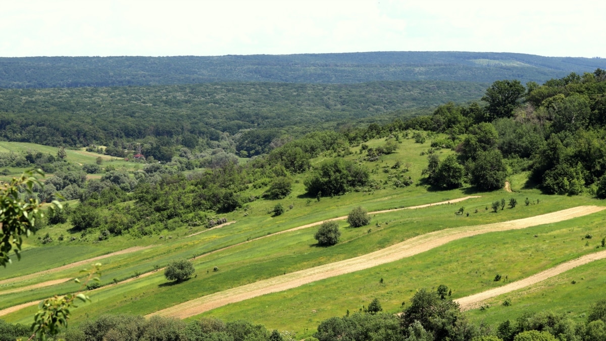 R. Moldova își va extinde pădurile în următorii 10 ani