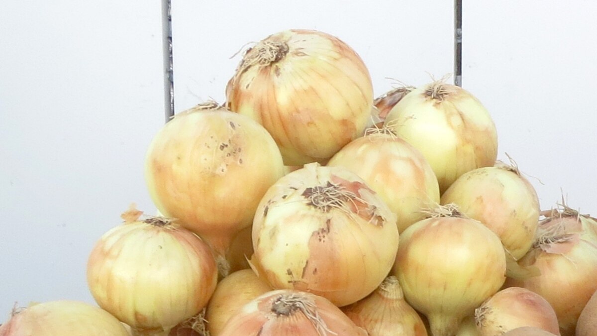 Ekinleri sowuk uran lebaply daýhanlar sogan we sarymsak ekmek işlerine ...