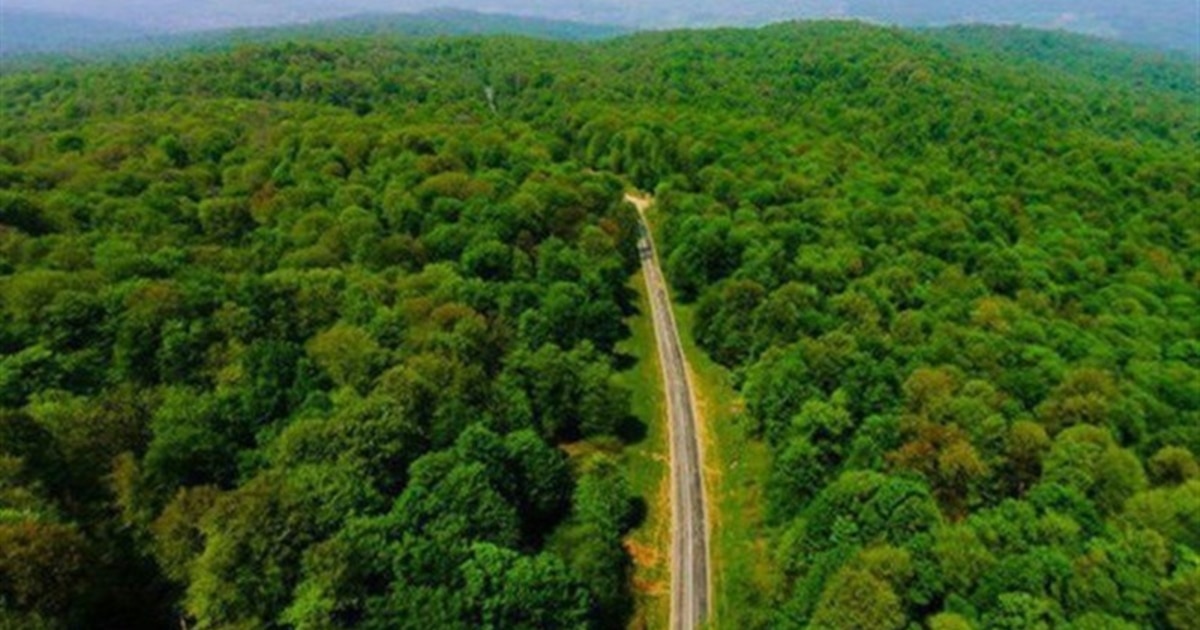 UNESCO Adds Iranian Forest To World Heritage List