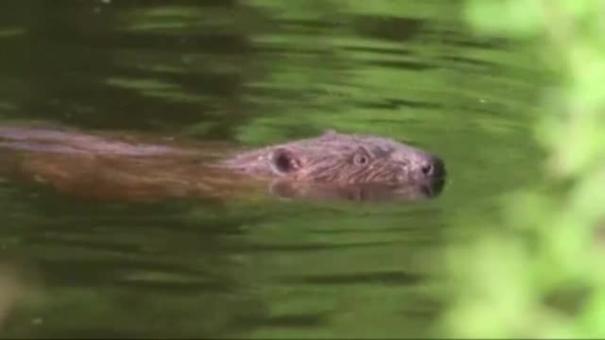 Beaver Attack Claims Fisherman's Life