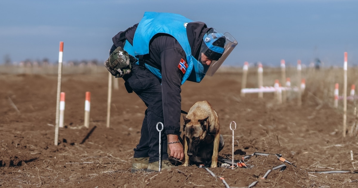 Bosnian Dogs Used In Demining Operations For Ukrainian Safety