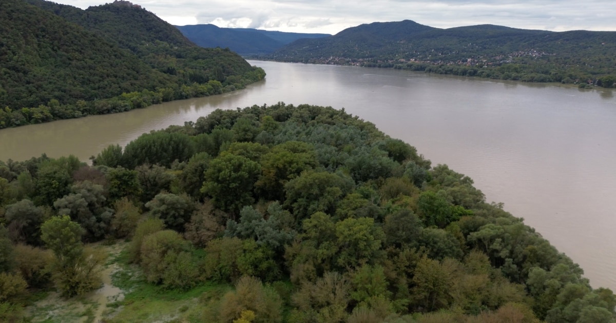 Az ár miatt az egész ménest biztonságos helyre kellett vinni Kisorosziban