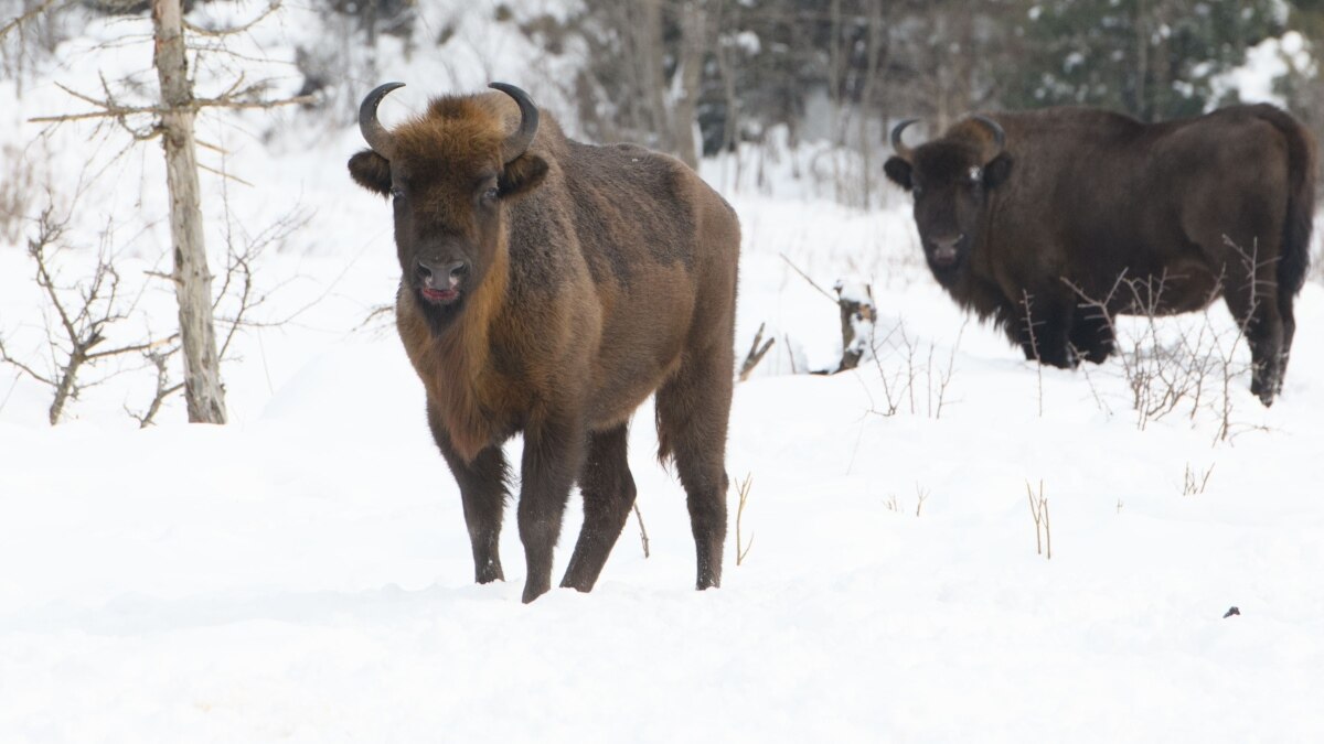 The Bison Men Of Ukraine