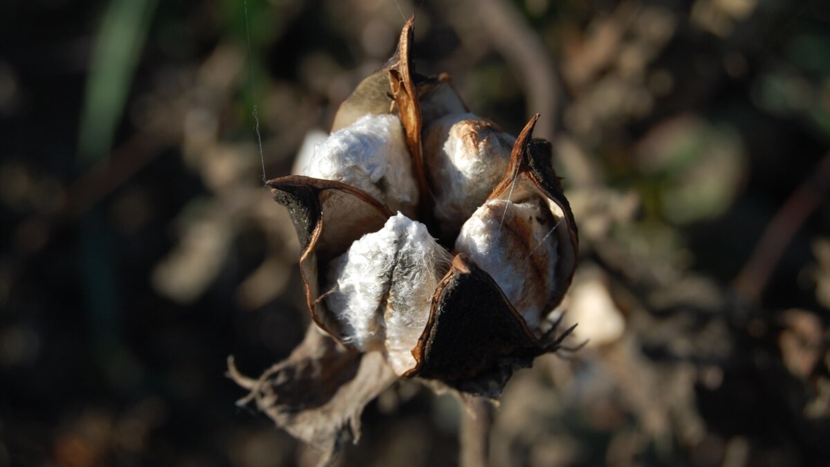 Toamna se număra... bumbacul