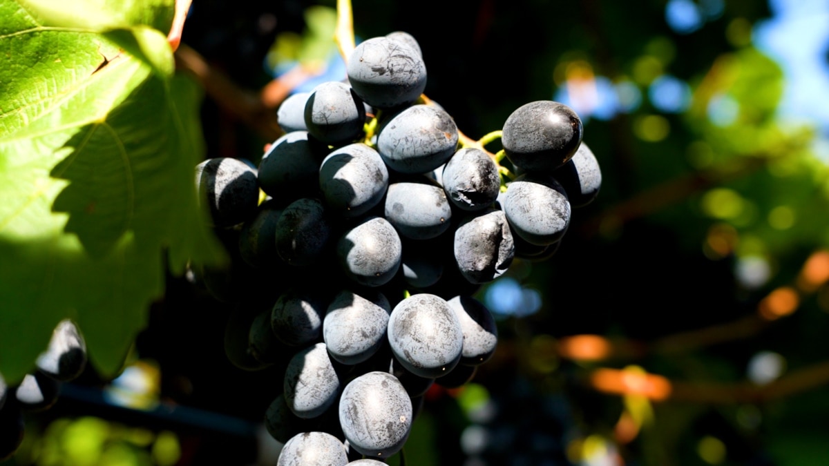 Ploile puternice au compromis recolta de struguri de masă