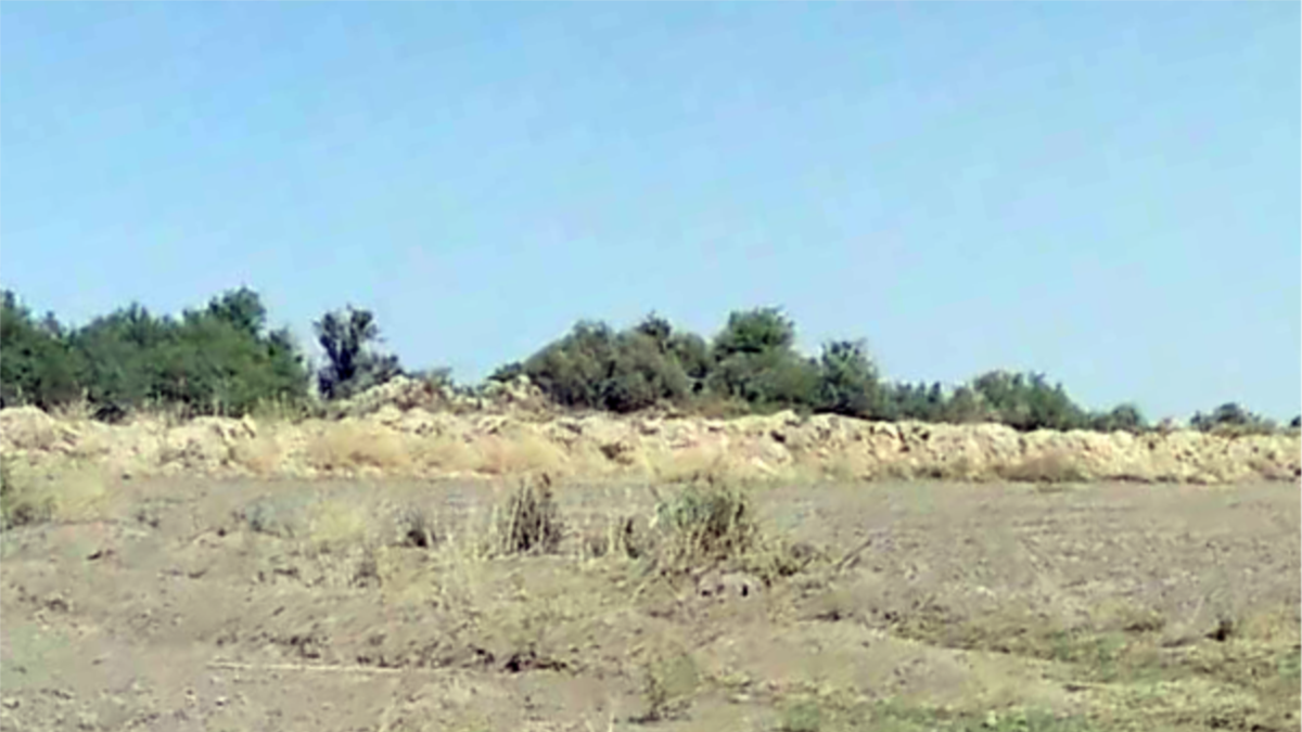 Maryly ýaşaýjylar gemrijileriň köpelmegine, alakalaryň ýaýramagyna ...