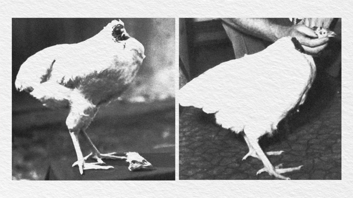 მაიკი - უთავო მამალი