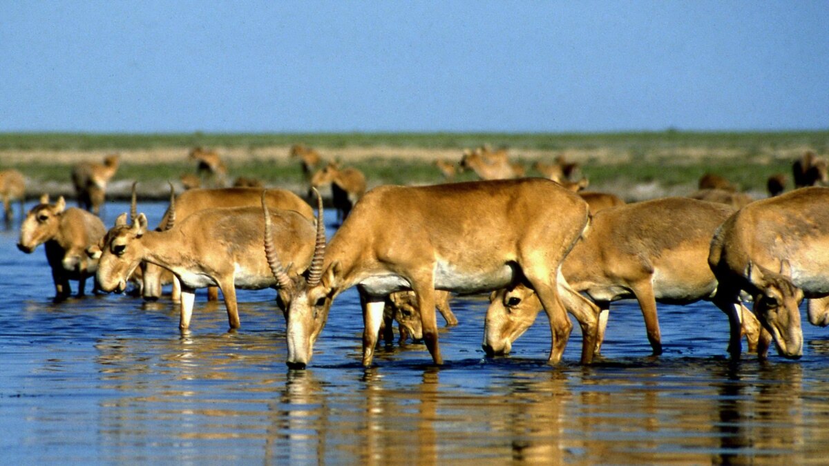 Hundreds More Dead Antelope Found In Kazakhstan