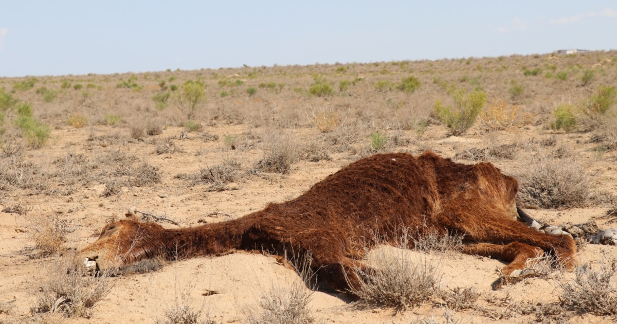 Let It Rain: Anger, Frustration Increase As Central Asia's Drought ...